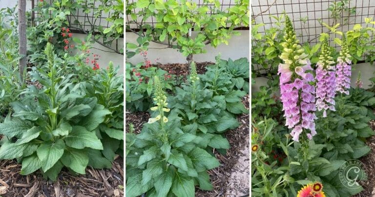 How to Grow Foxglove in Hot Climates - Growing In The Garden