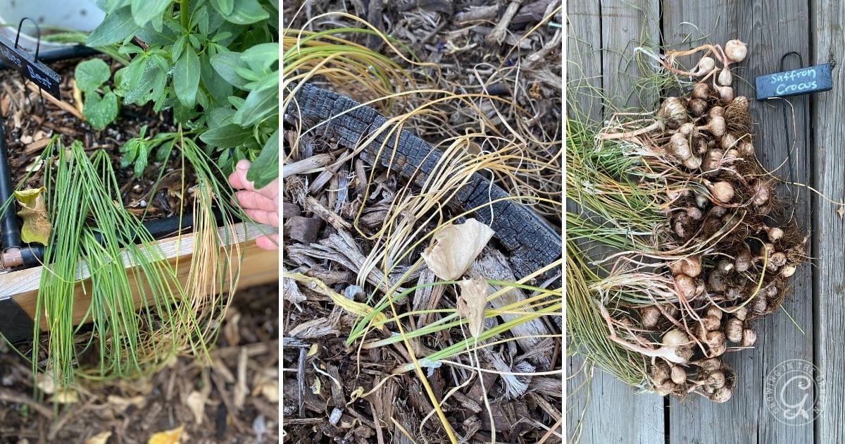 How to Grow Saffron Crocus - Growing In The Garden