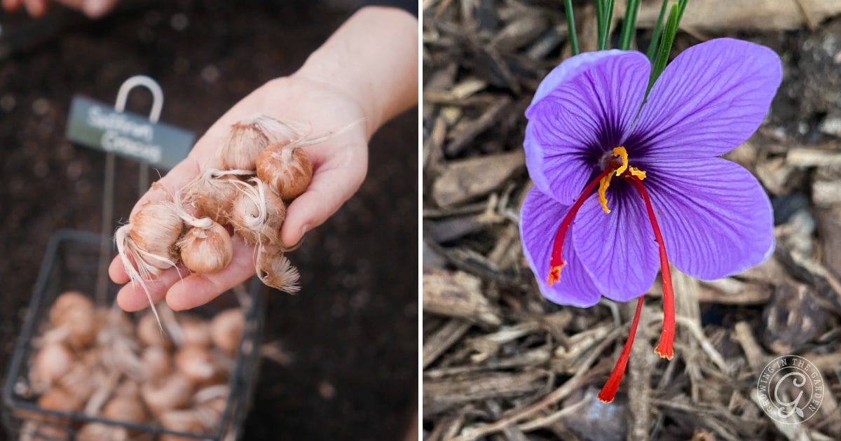 How to Grow Saffron Crocus - Growing In The Garden