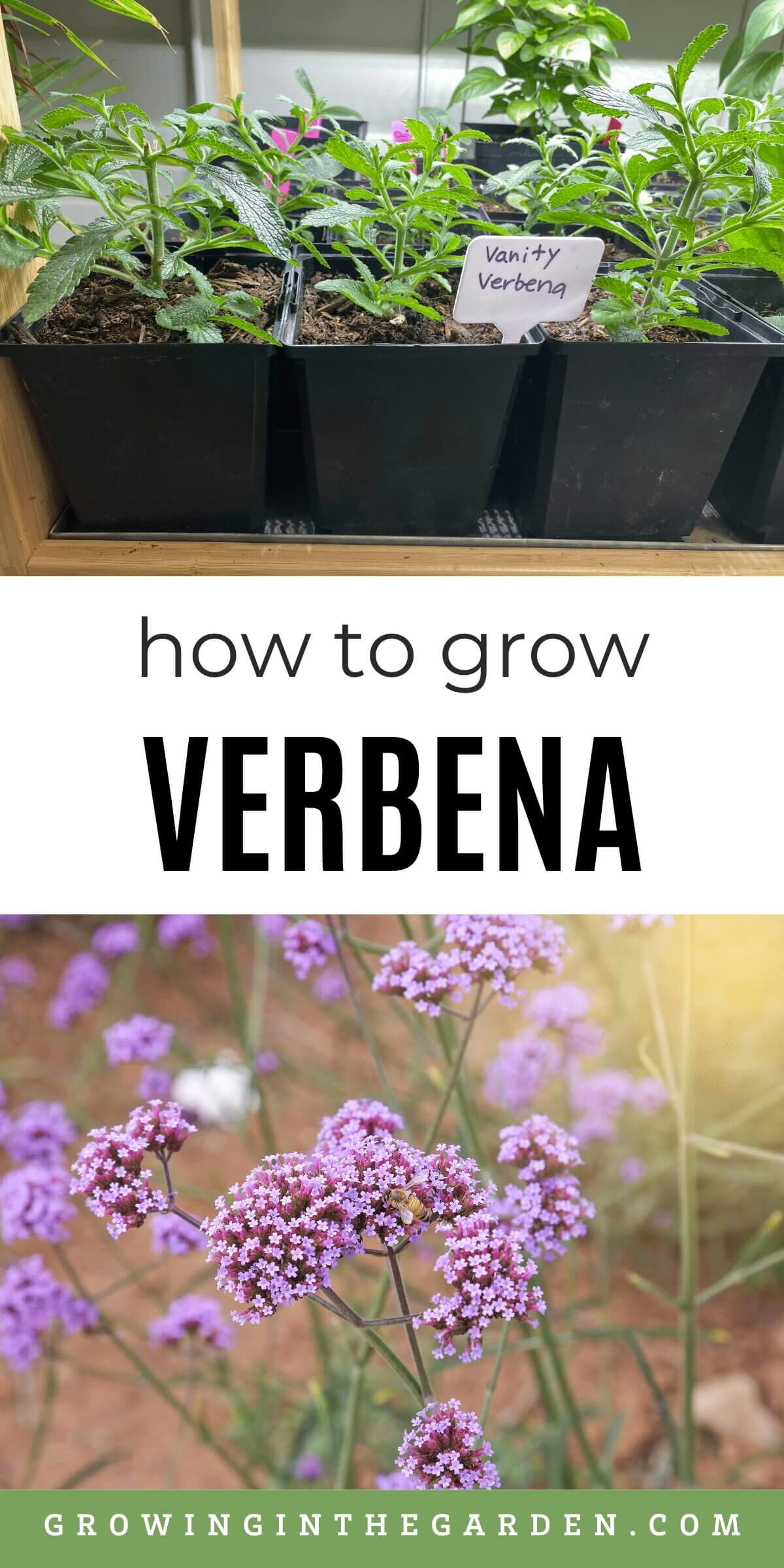 How to Grow Verbena - Growing In The Garden