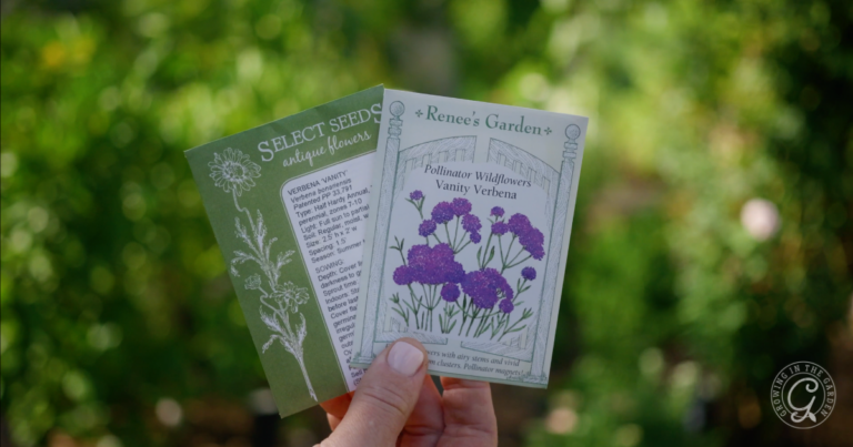 How to Grow Verbena: Five Essential Tips - Growing In The Garden