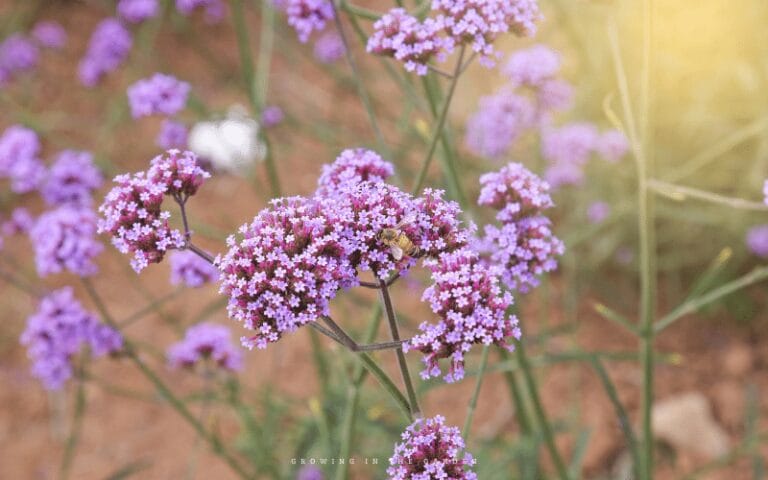 How to Grow Verbena: Five Essential Tips - Growing In The Garden