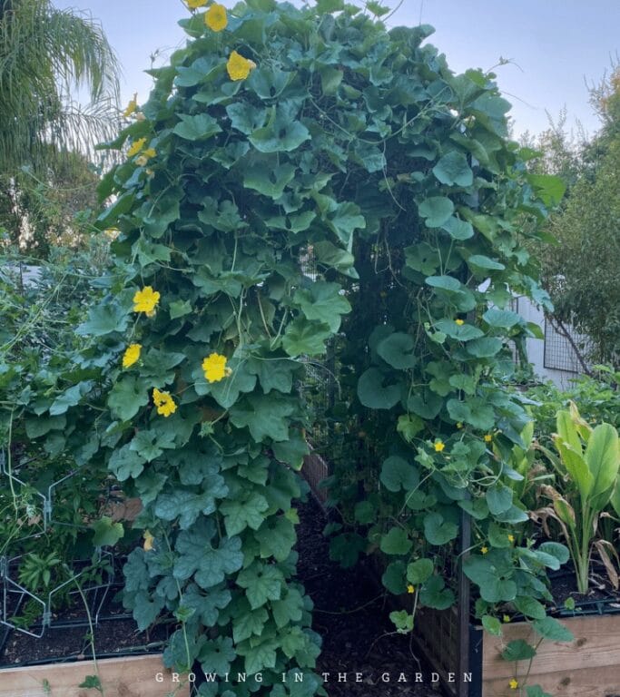 How to Grow Luffa: Planting Your Own Loofah Sponges - Growing In The Garden