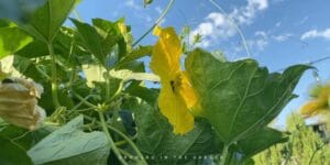 How to Grow Luffa: Planting Your Own Loofah Sponges - Growing In The Garden