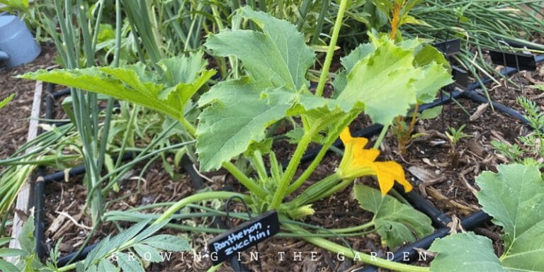 Summer Squash Varieties - 8 Best Types to Grow - Growing In The Garden