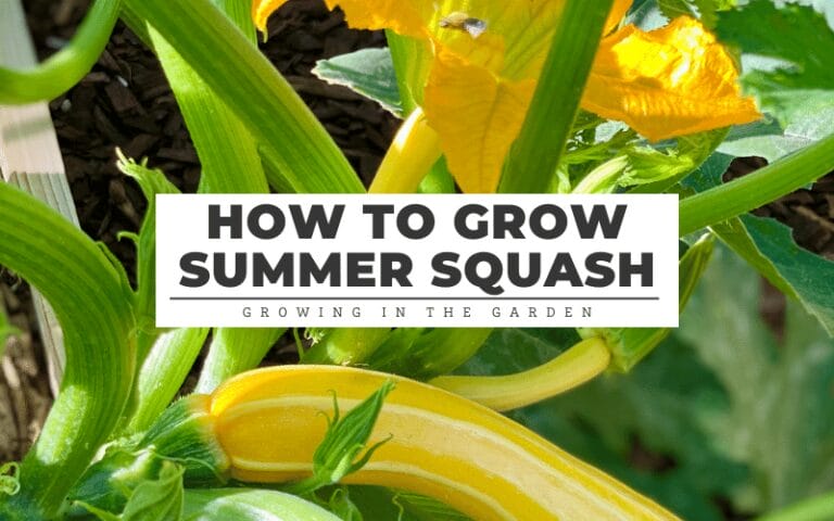 Summer Squash Varieties - 8 Best Types to Grow - Growing In The Garden