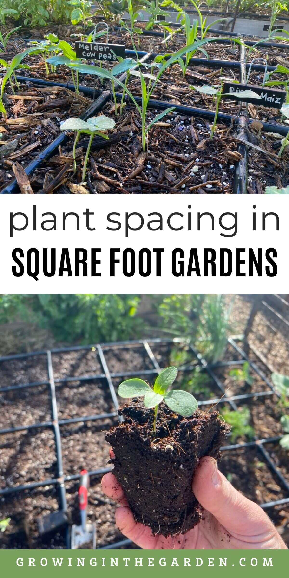Plant Spacing in Square Foot Gardens - Growing In The Garden