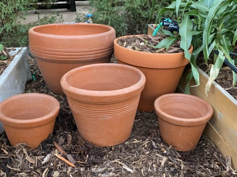 Arizona Garden in November - Growing In The Garden