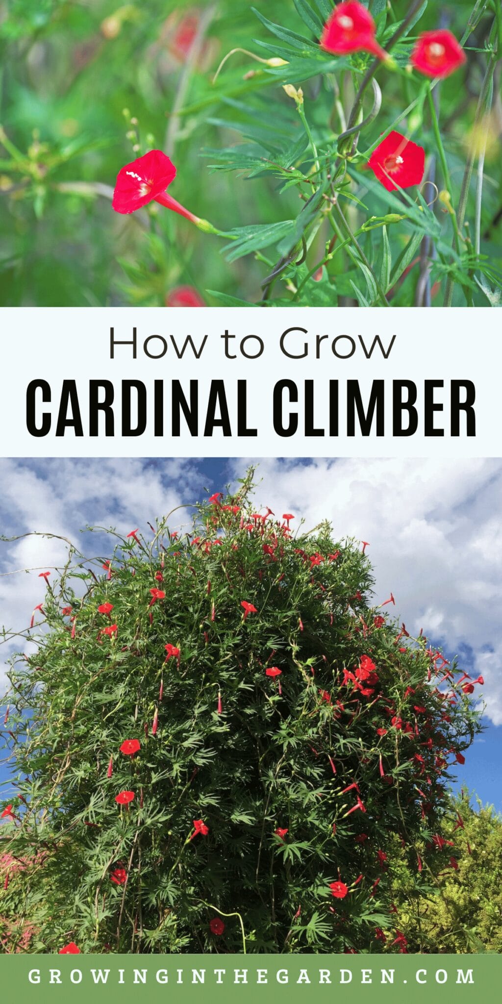 How to Grow Cardinal Climber Vine - Growing In The Garden