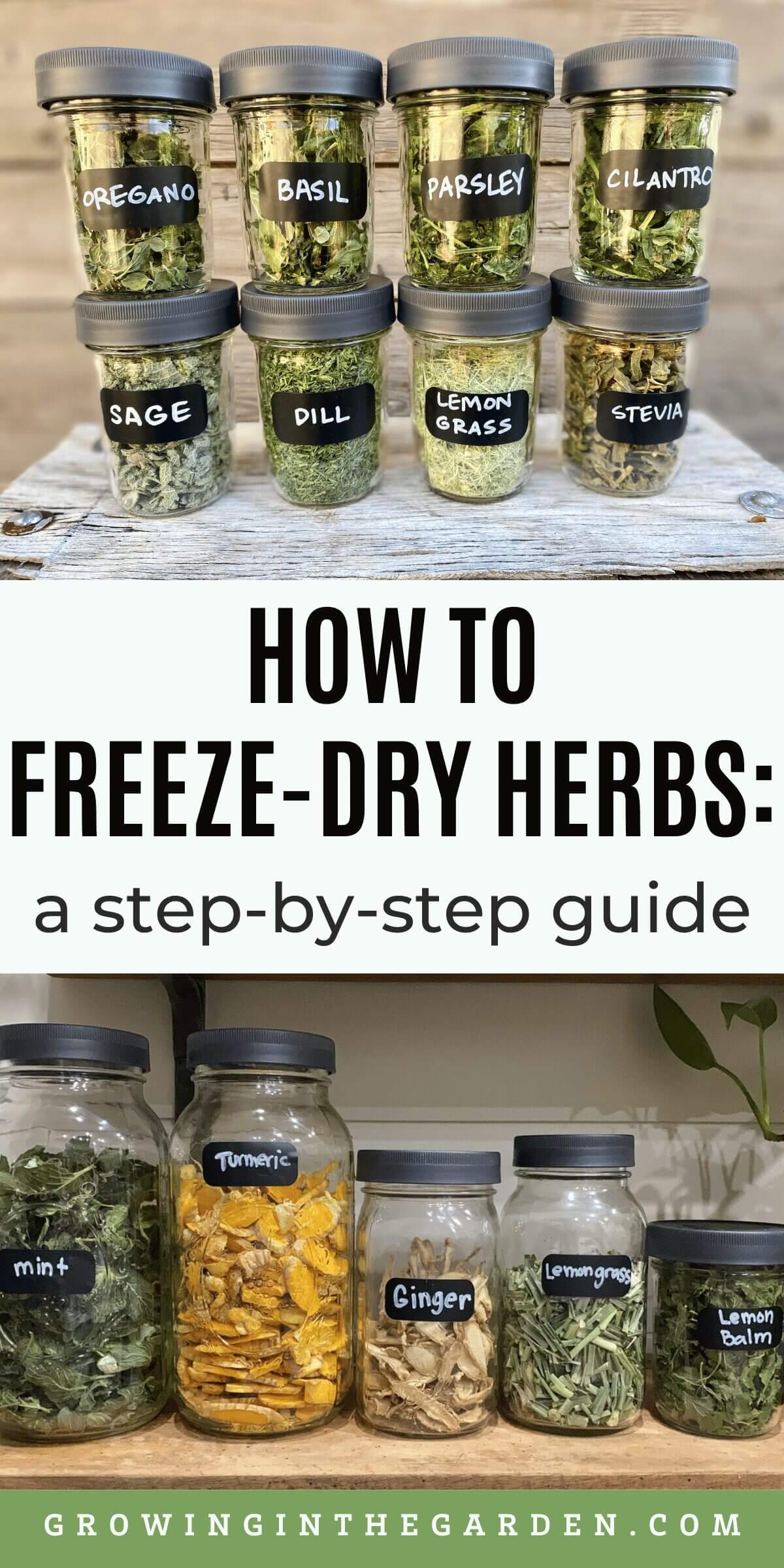 How to Freeze-Dry Herbs: A Step-by-Step Guide - Growing In The Garden