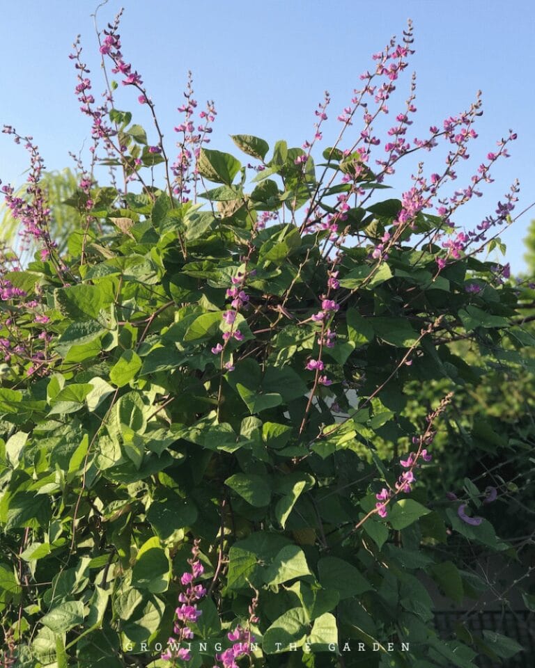 10 Beautiful Vines That Grow From Seed - Growing In The Garden