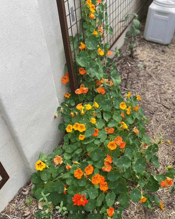 10 Beautiful Vines That Grow From Seed - Growing In The Garden