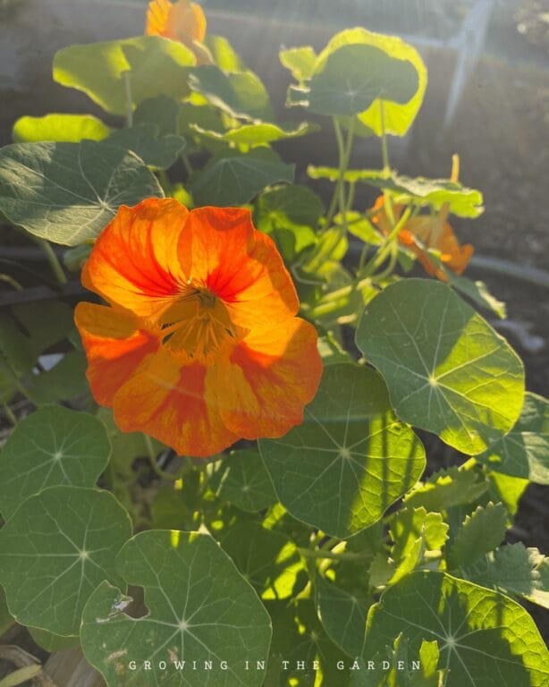 10 Beautiful Vines That Grow From Seed - Growing In The Garden