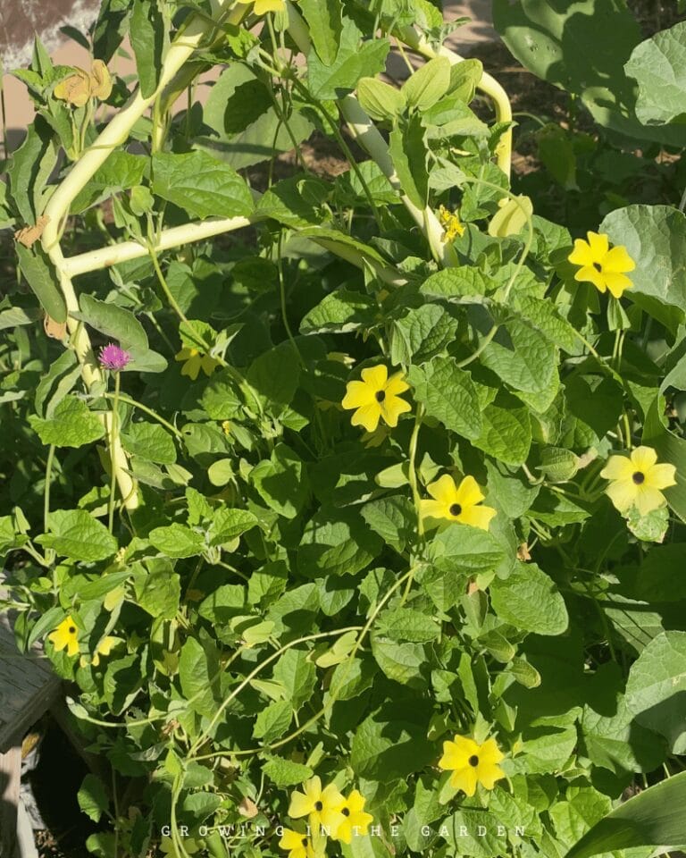 10 Beautiful Vines That Grow From Seed - Growing In The Garden