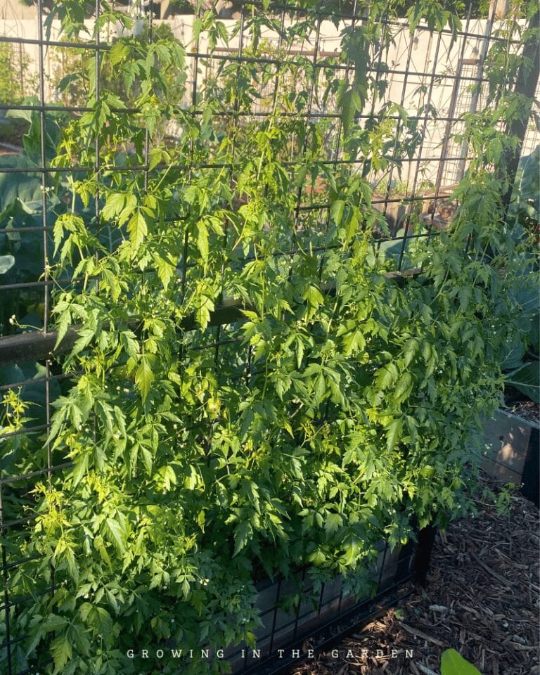 10 Beautiful Vines That Grow From Seed - Growing In The Garden