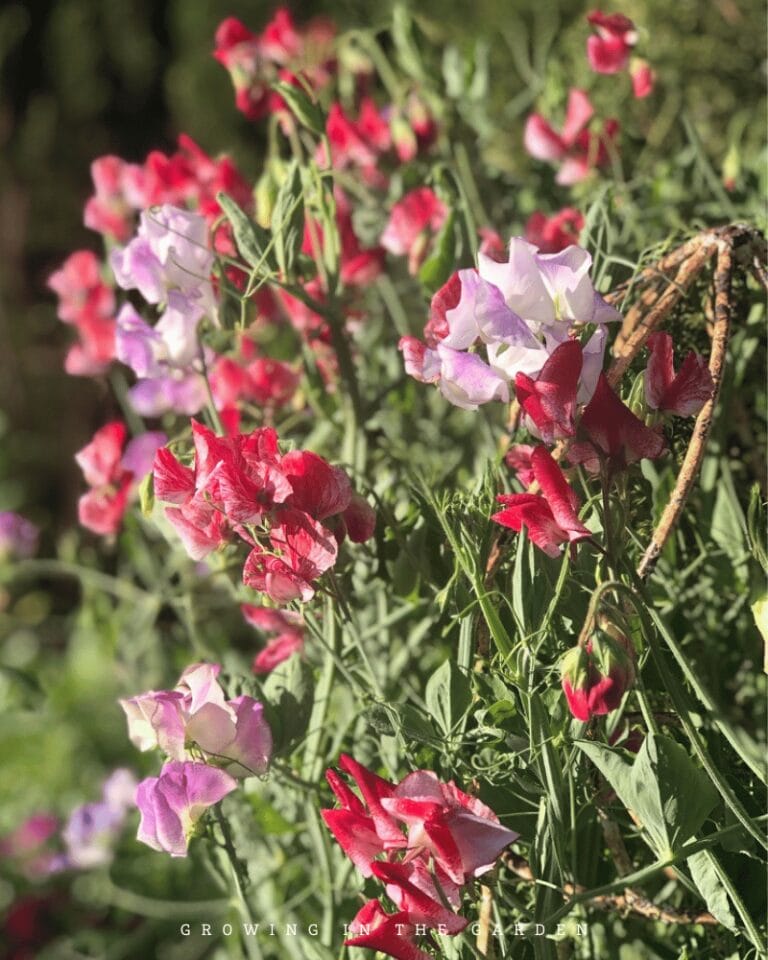 10 Beautiful Vines That Grow From Seed - Growing In The Garden