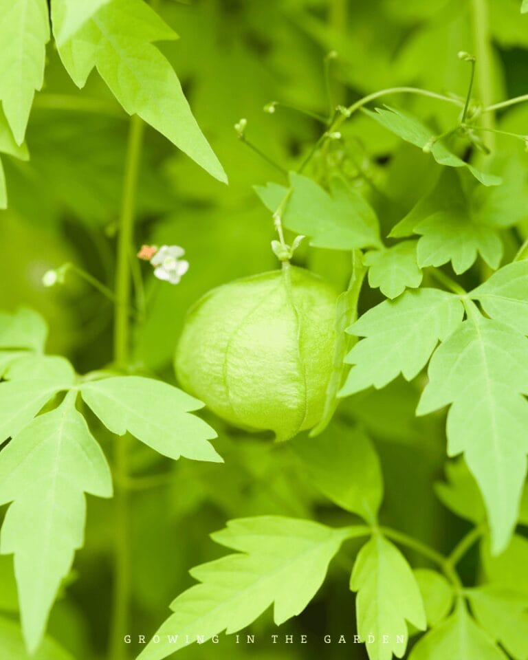 10 Beautiful Vines That Grow From Seed - Growing In The Garden