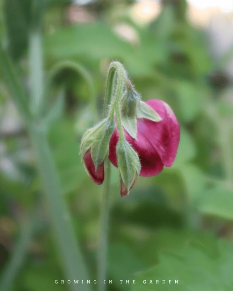 10 Beautiful Vines That Grow From Seed - Growing In The Garden