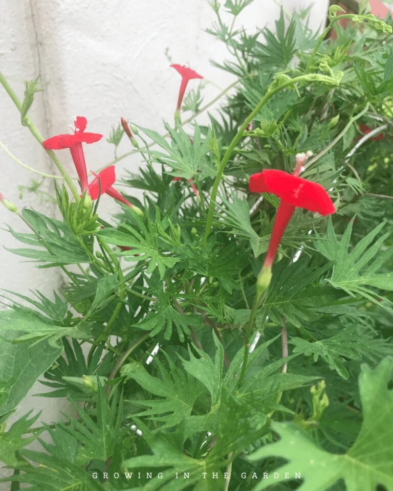 10 Beautiful Vines That Grow From Seed - Growing In The Garden