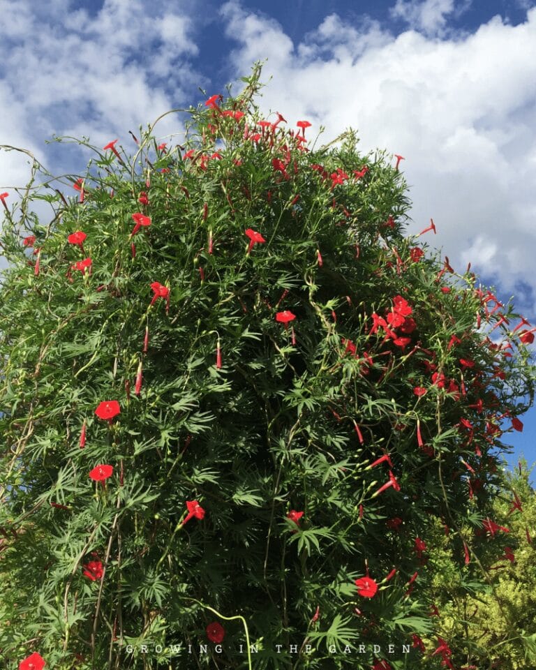 10 Beautiful Vines That Grow From Seed - Growing In The Garden