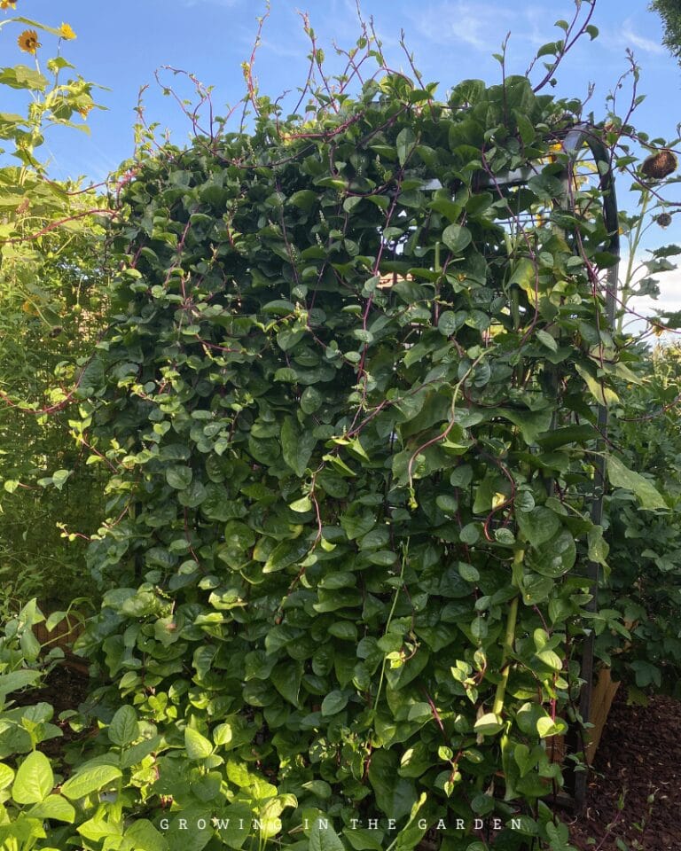 10 Beautiful Vines That Grow From Seed - Growing In The Garden