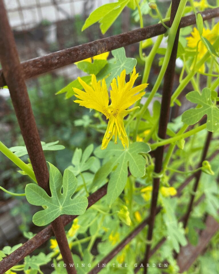 10 Beautiful Vines That Grow From Seed - Growing In The Garden