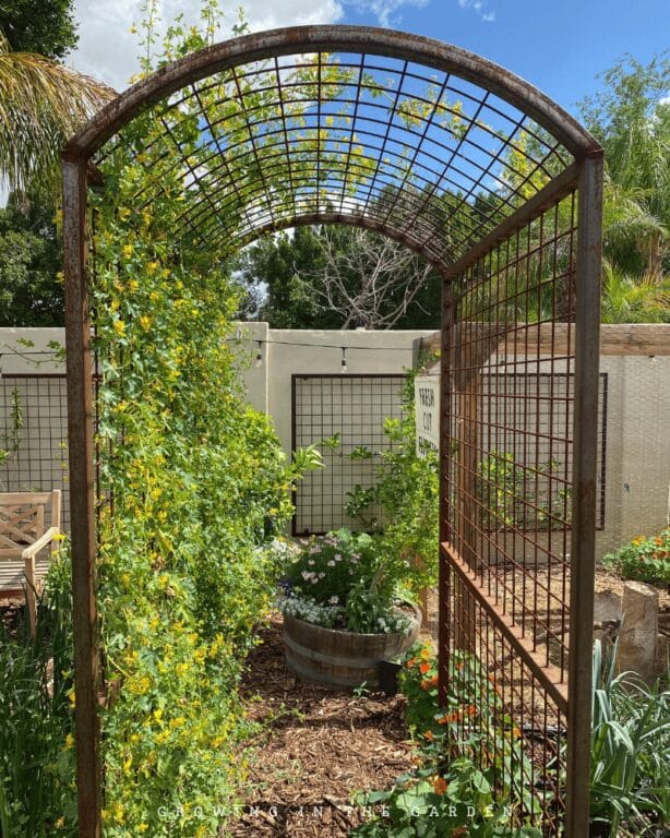 10 Beautiful Vines That Grow From Seed - Growing In The Garden