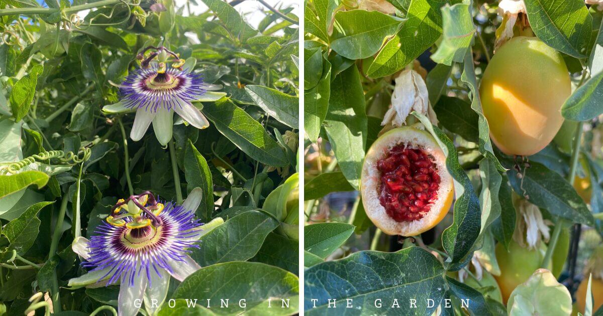 How to Grow Passion Flower Vine - Growing In The Garden