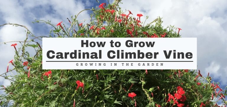 Arizona Vine Planting Guide: A Visual Guide for Low Desert Vines ...