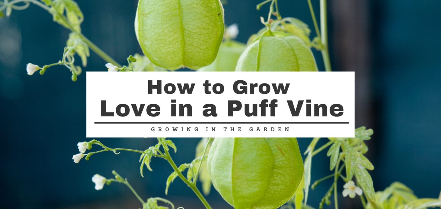 10 Beautiful Vines That Grow From Seed - Growing In The Garden