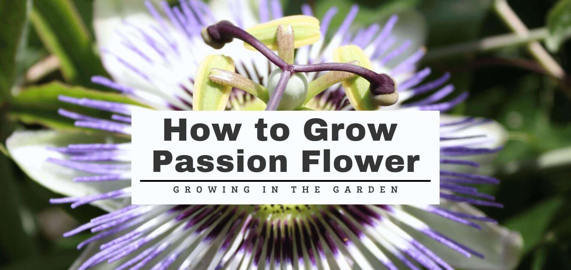 10 Beautiful Vines That Grow From Seed - Growing In The Garden