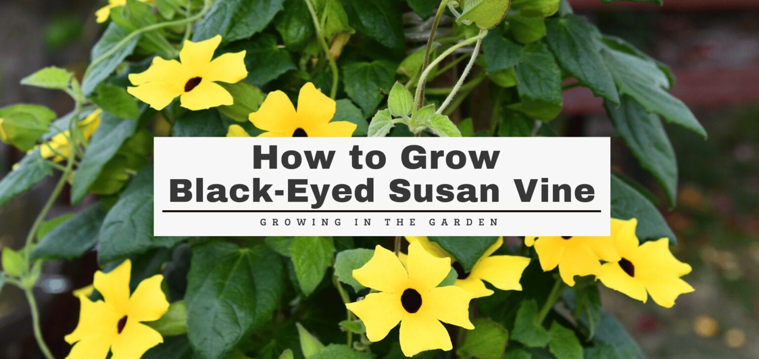 10 Beautiful Vines That Grow From Seed - Growing In The Garden