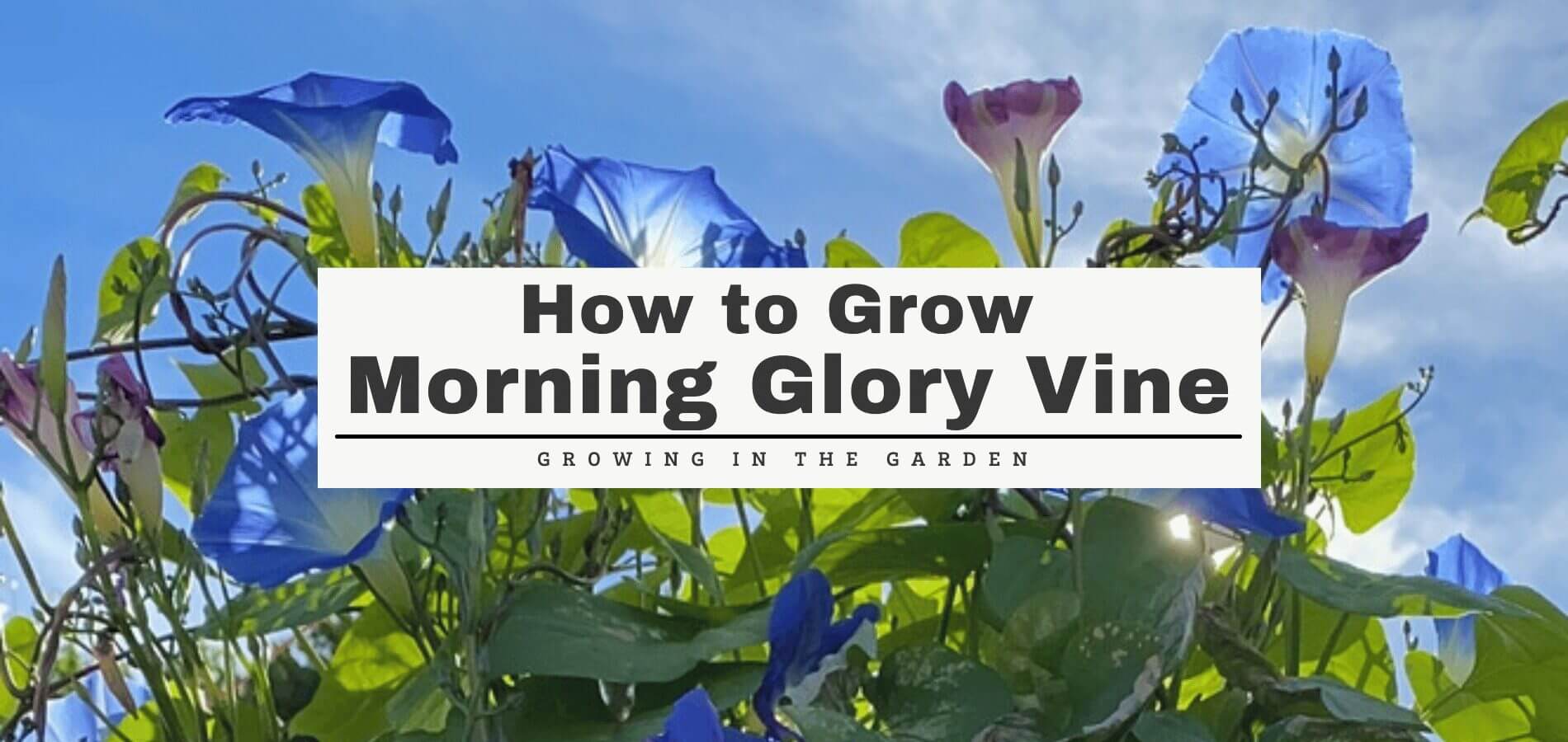 How to Grow Morning Glory Vine - Growing In The Garden