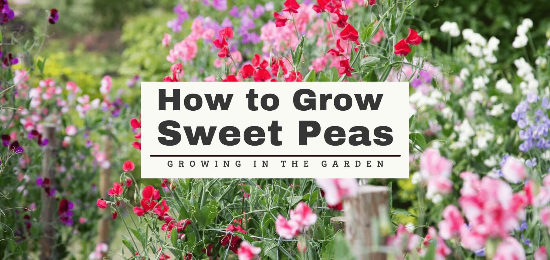 10 Beautiful Vines That Grow From Seed - Growing In The Garden