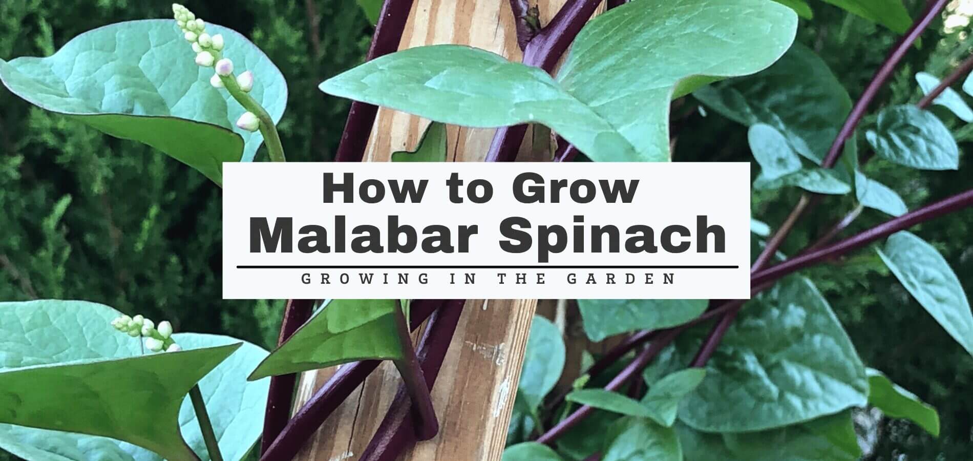 10 Beautiful Vines That Grow From Seed - Growing In The Garden