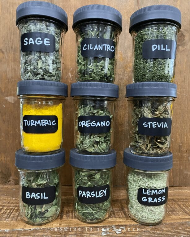How to Freeze-Dry Herbs: A Step-by-Step Guide - Growing In The Garden