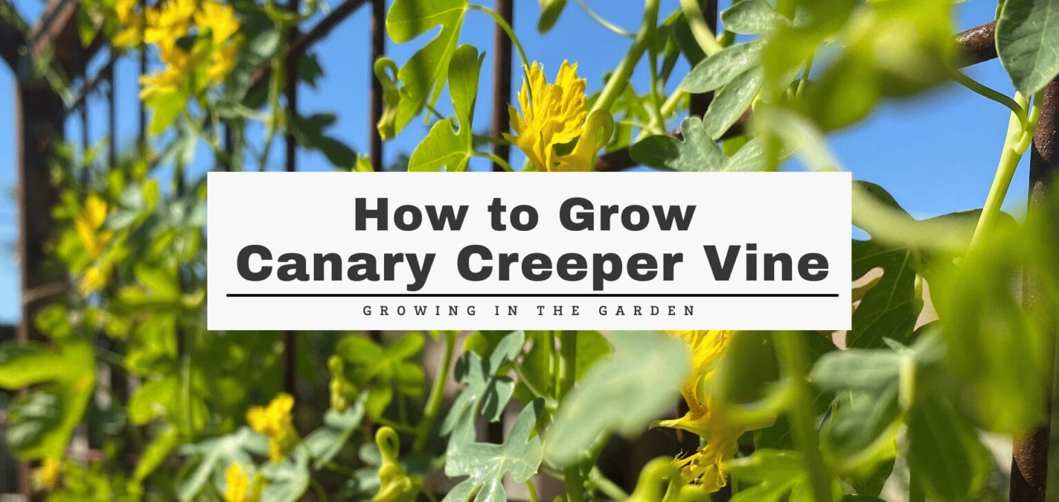 Arizona Vine Planting Guide: A Visual Guide for Low Desert Vines ...