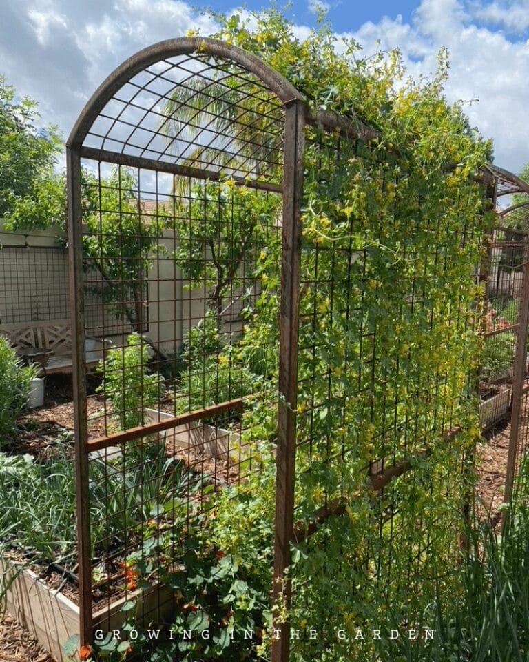 Arizona Vine Planting Guide: A Visual Guide for Low Desert Vines ...