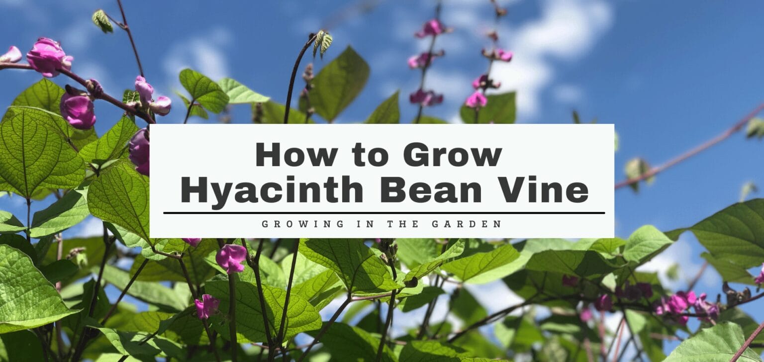 10 Beautiful Vines That Grow From Seed - Growing In The Garden