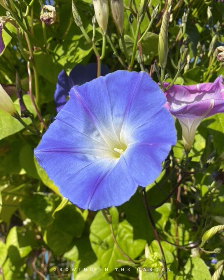 10 Beautiful Vines That Grow From Seed - Growing In The Garden