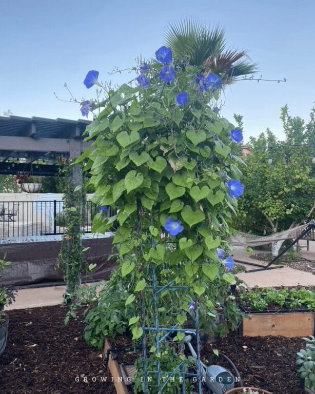 Arizona Vine Planting Guide: A Visual Guide for Low Desert Vines ...