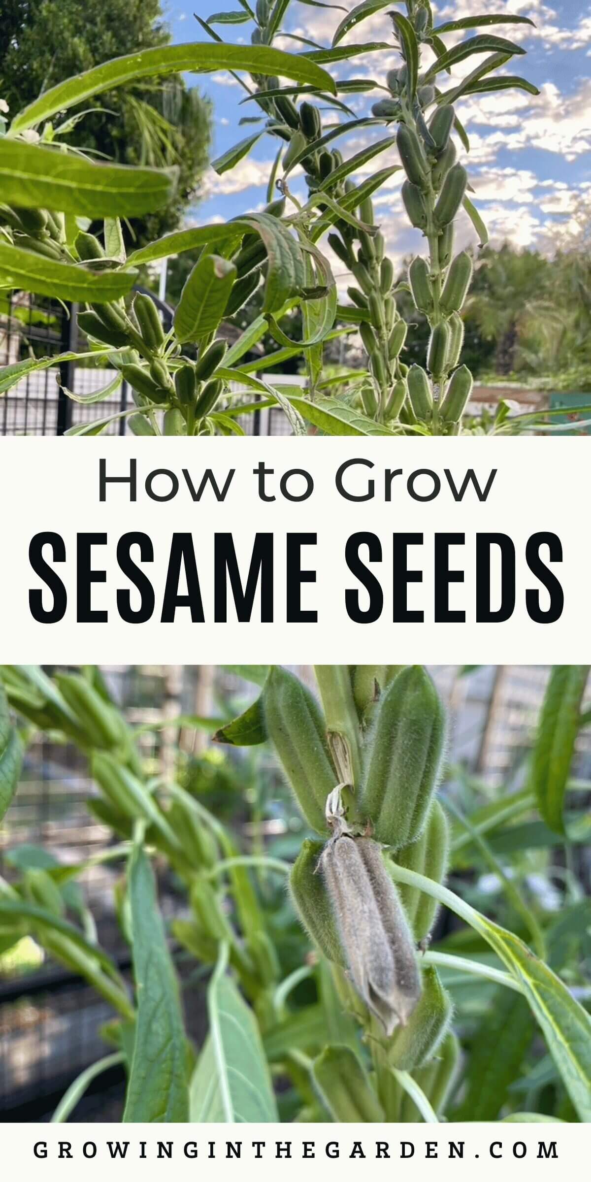 How to Grow Sesame Seeds - Growing In The Garden