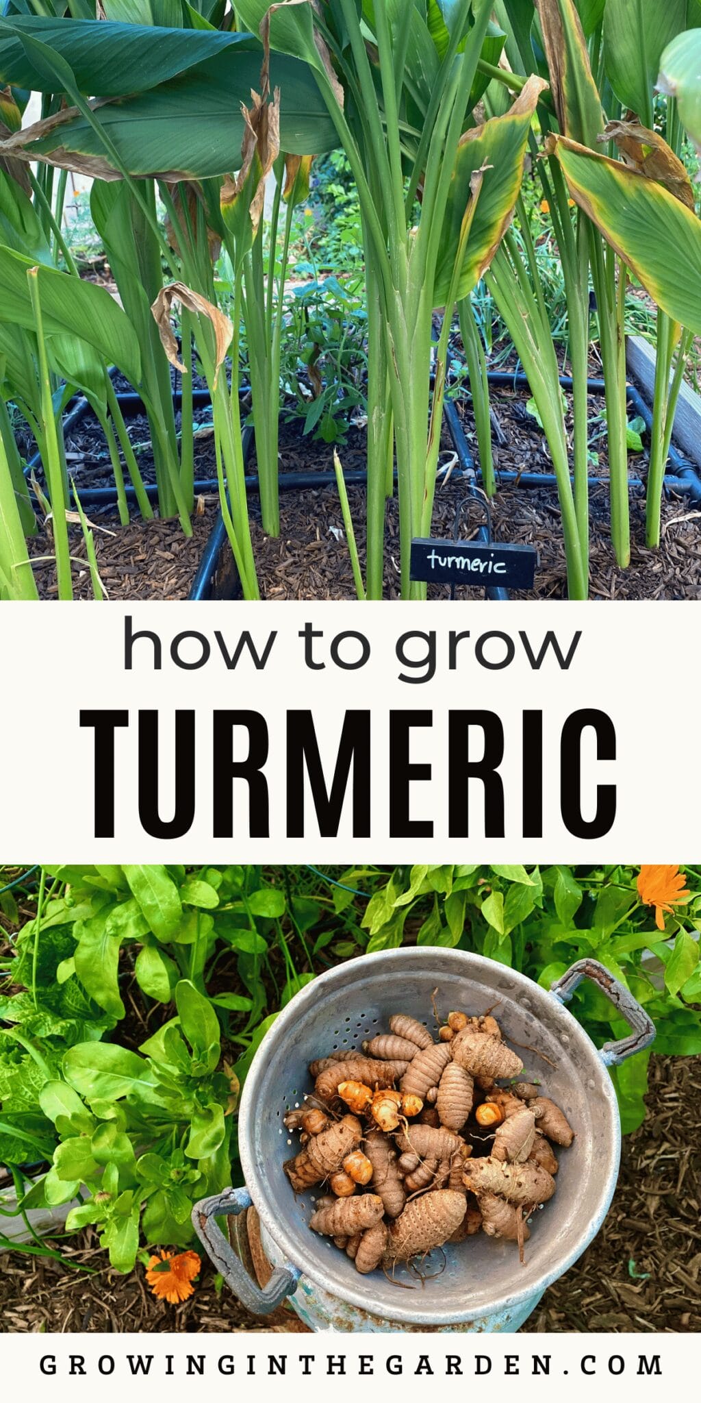 How to Grow Turmeric - Growing In The Garden
