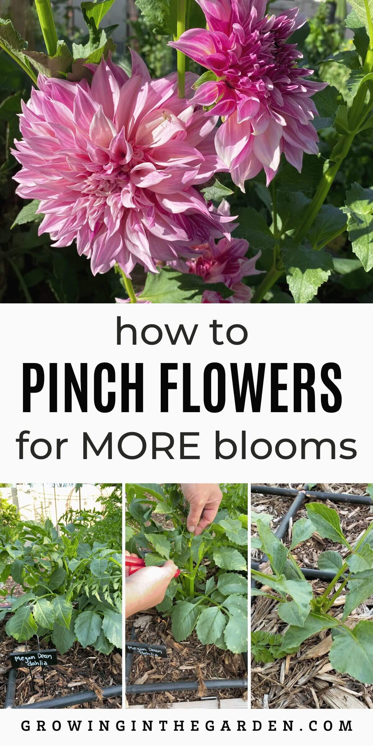 How to Pinch Flowers for More Blooms - Growing In The Garden