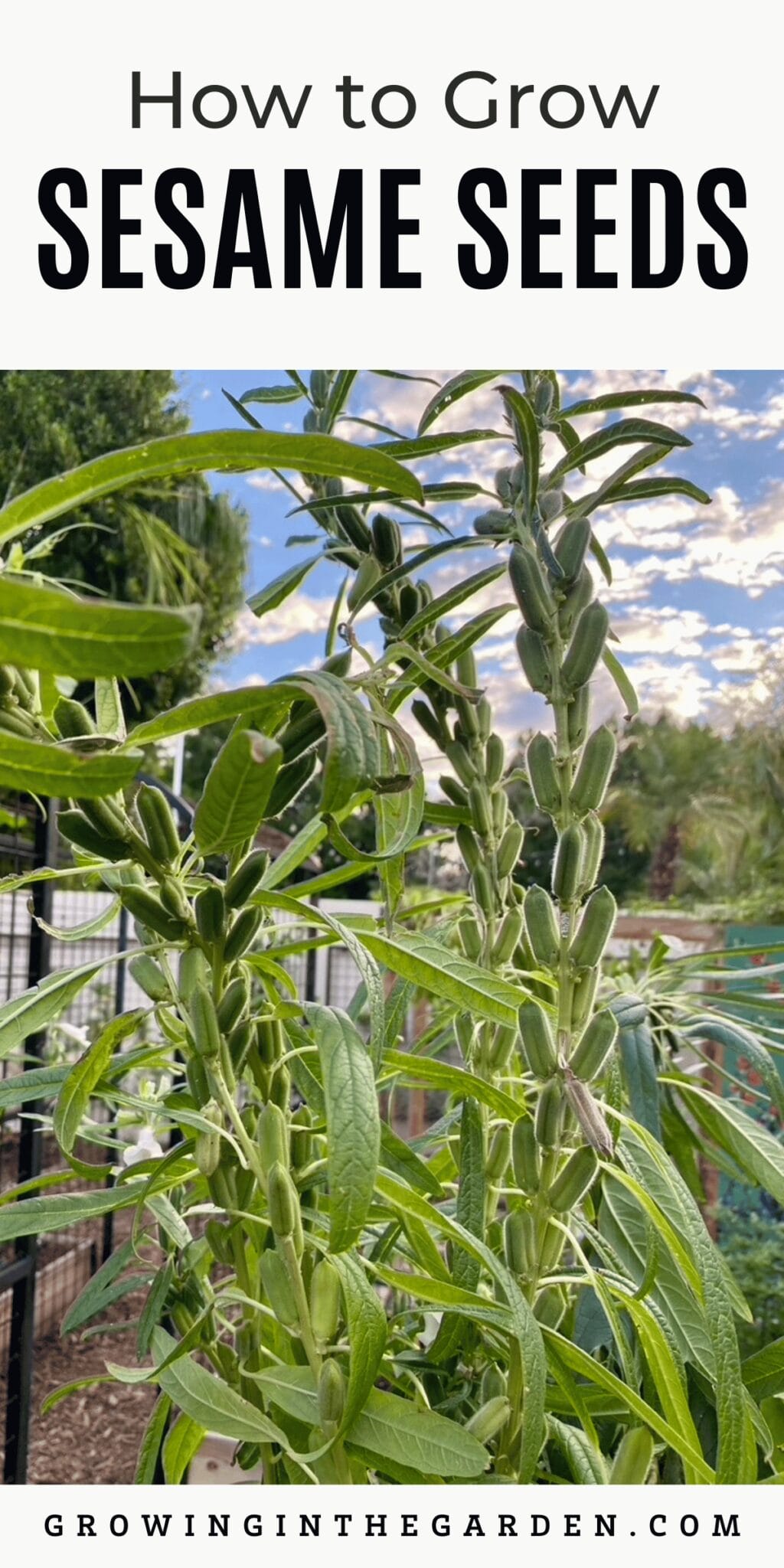 How to Grow Sesame Seeds - Growing In The Garden