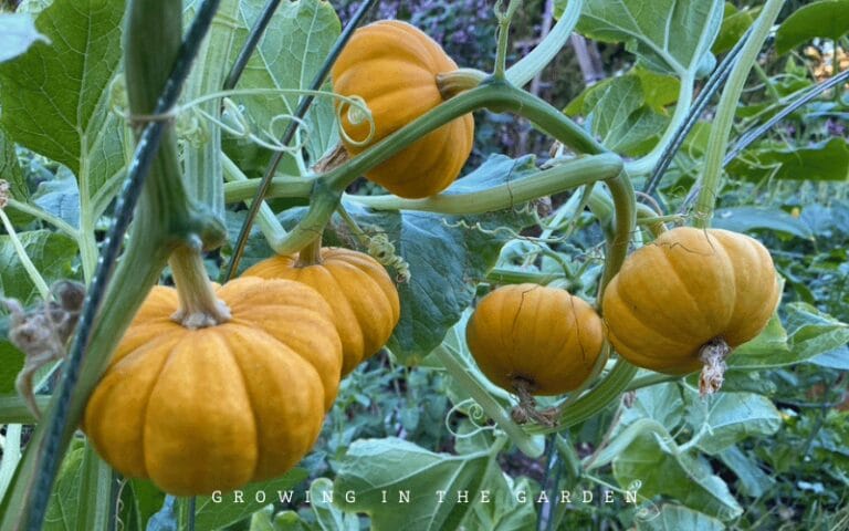 My Favorite Crop Varieties - Growing In The Garden