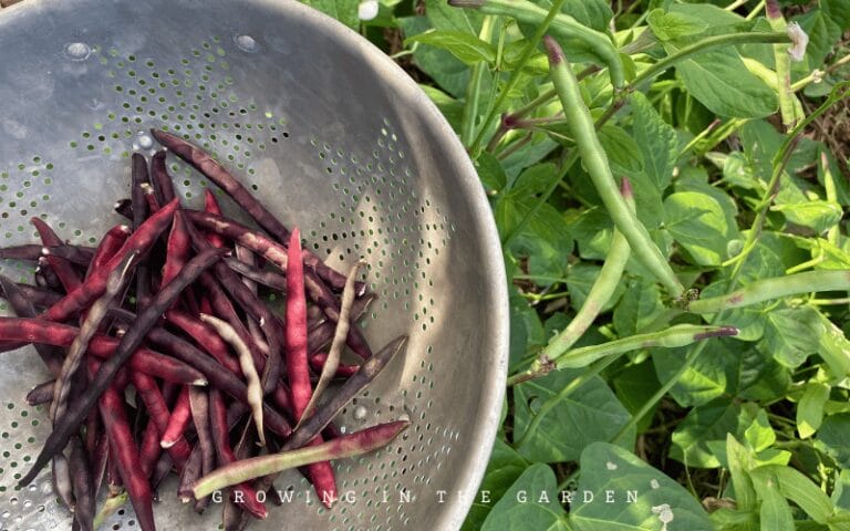 My Favorite Crop Varieties - Growing In The Garden