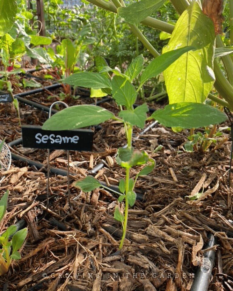 How to Grow Sesame Seeds - Growing In The Garden