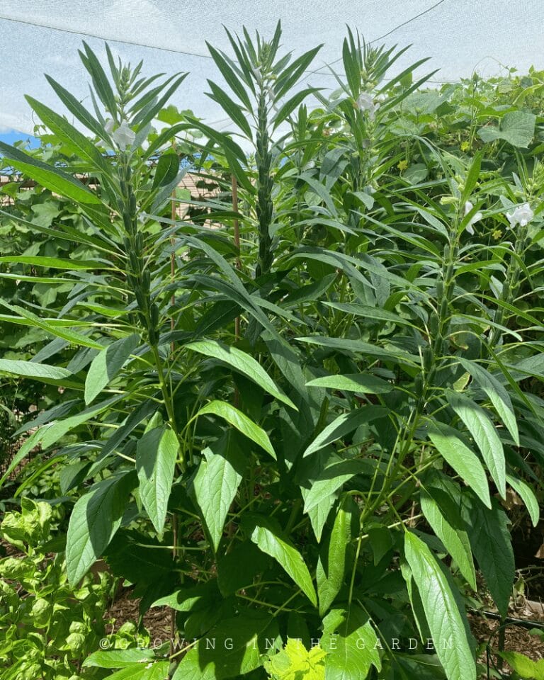 How to Grow Sesame Seeds - Growing In The Garden