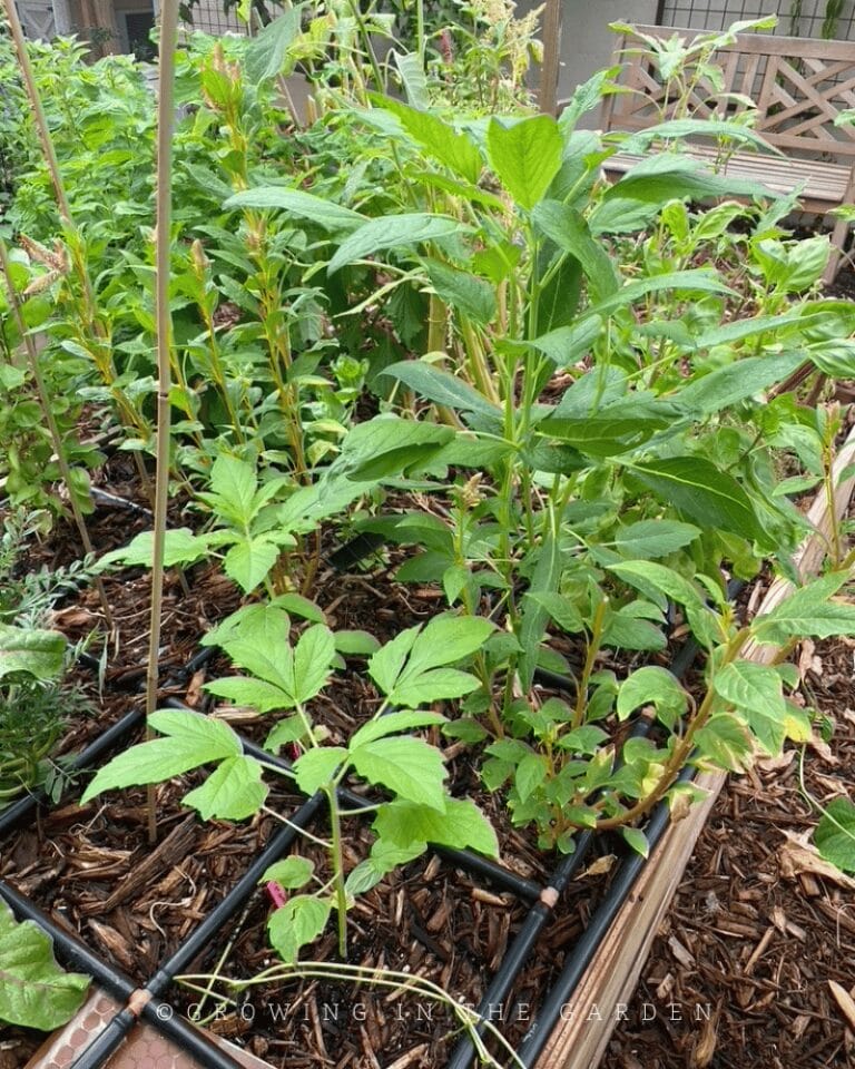 How to Grow Sesame Seeds - Growing In The Garden